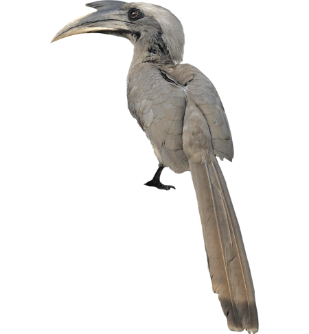 Woodland Birds at Tooth Mountain Farms, Karjat | Tooth Mountain Farms